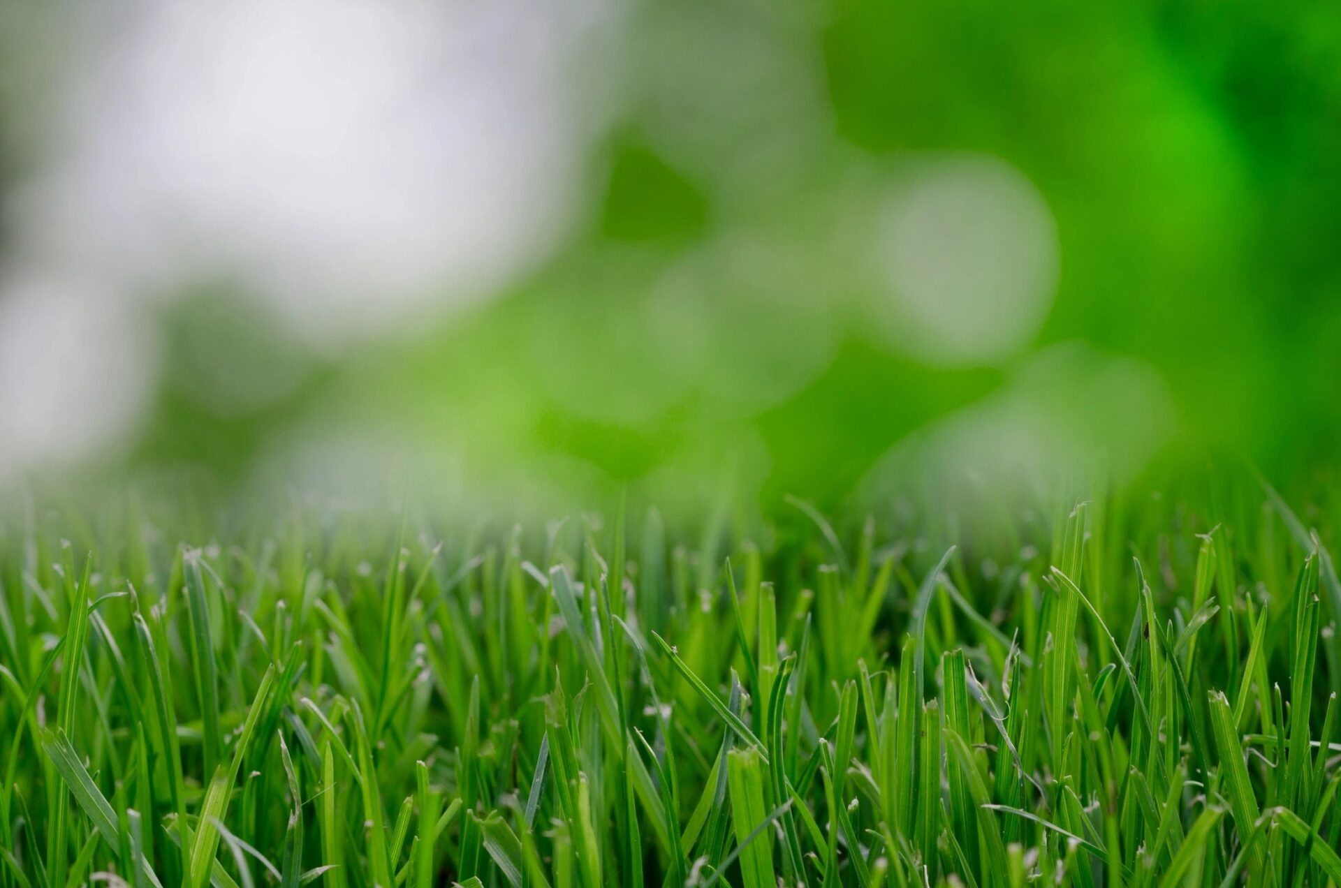 Cool vs. Warm Season Grasses: Which is Right for Your Lawn? - Turfpedia